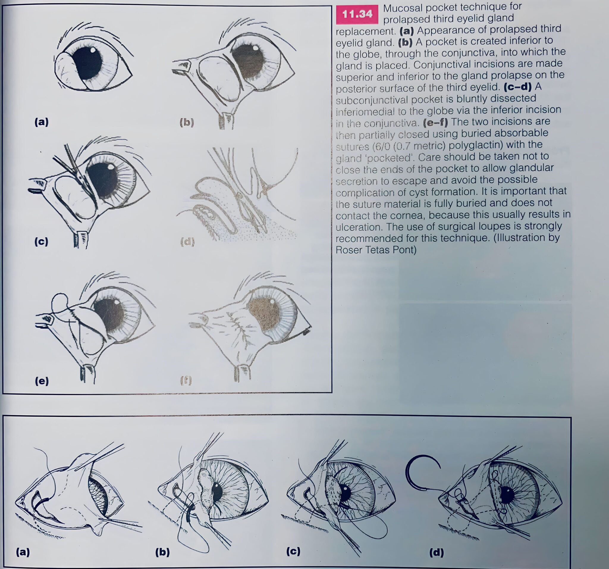 CHERRY EYE IN DOGS MỘNG MẮT TRÊN CHÓ TIỂU PHẨU
